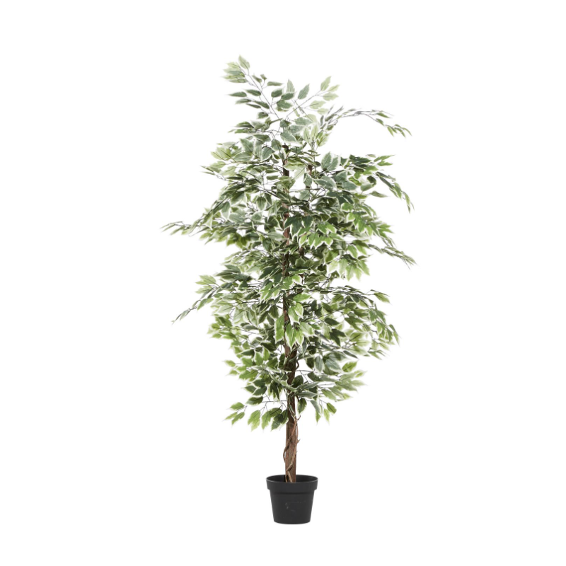 Artificial Ficus Plant